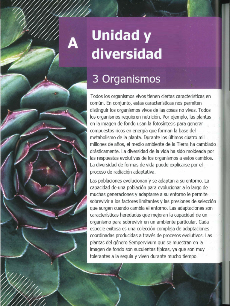 A Unidad y Diversidad 3 Organismos A | PDF