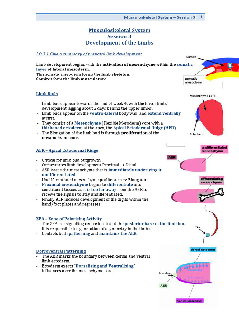 MSK Embryology | PDF