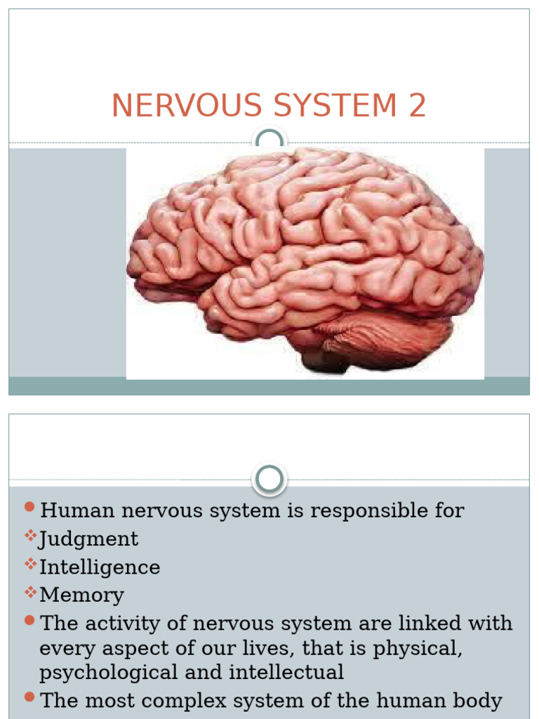 Nervous System 2 | PDF