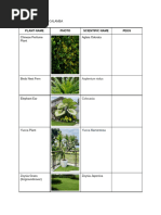 Kalachuchi Tree: A Filipino Legacy | PDF