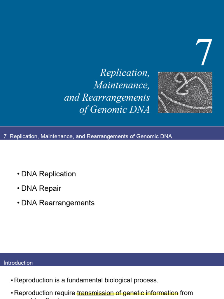 Ch07 Replication DoJT | PDF