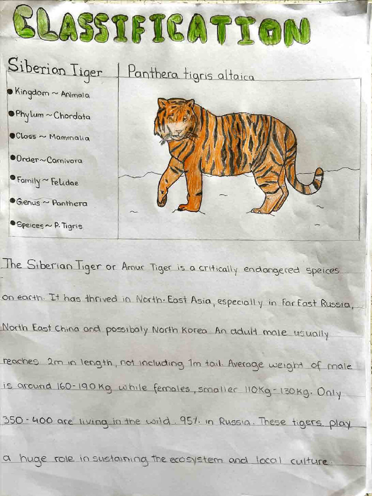 Sample Animal Project PDF | PDF