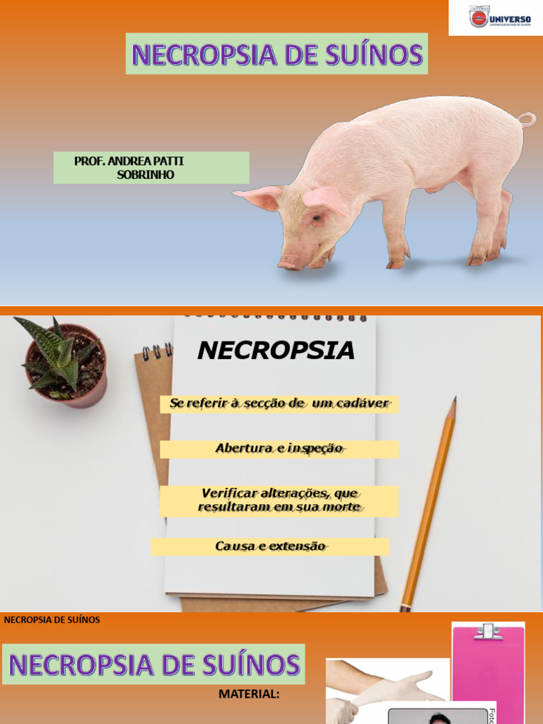 NECROPSIA DE SUINOS Universo | PDF