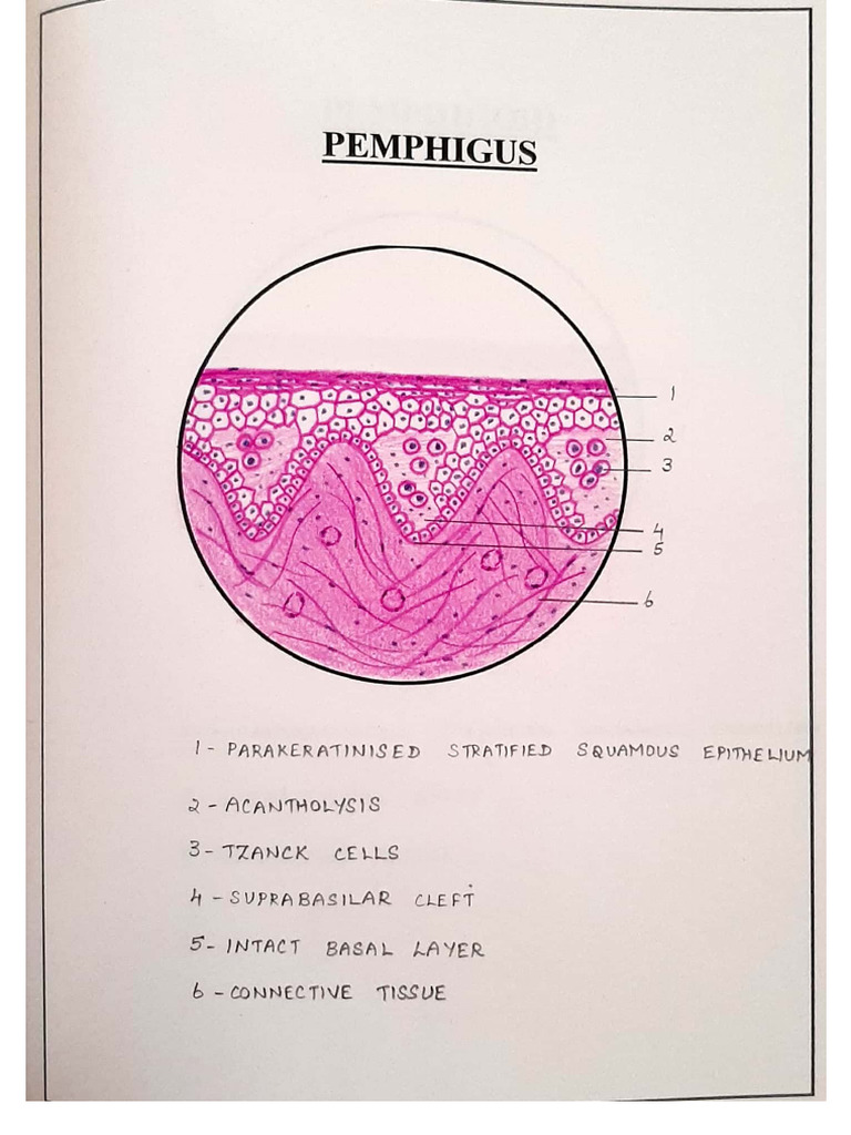 Skin Pathology | PDF