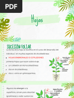 Tipos de Hojas de Acuerdo A La Forma de Su Limbo | PDF | Hoja | Botánica