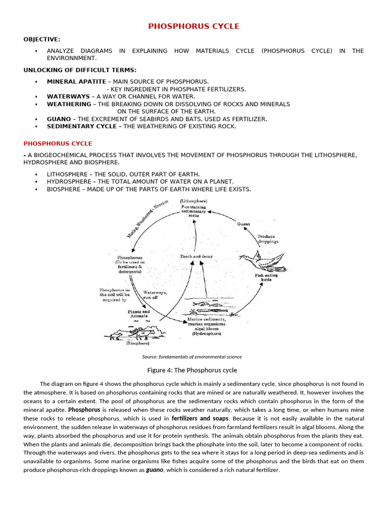 Phosphorus Cycle | PDF