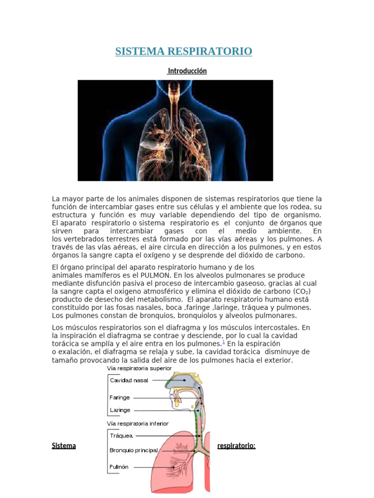 SISTEMA RESPIRATORIO Yoga Gri 3 | PDF