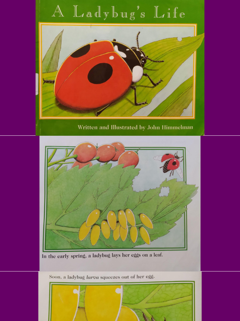 A Ladybugs Life | PDF