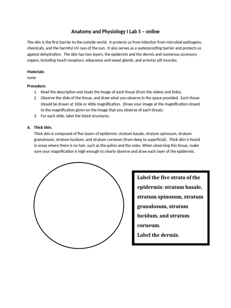 AP I Lab 5 Procedure Online | PDF | Skin | Science & Mathematics