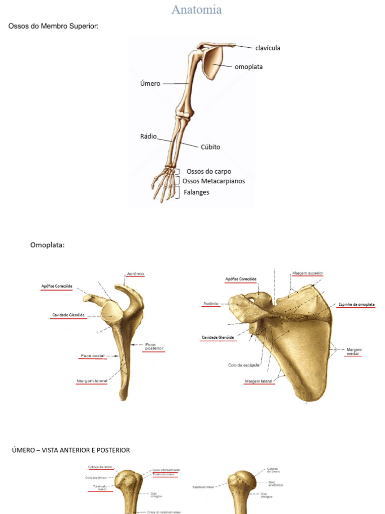 Anatomia - Prático1 | PDF