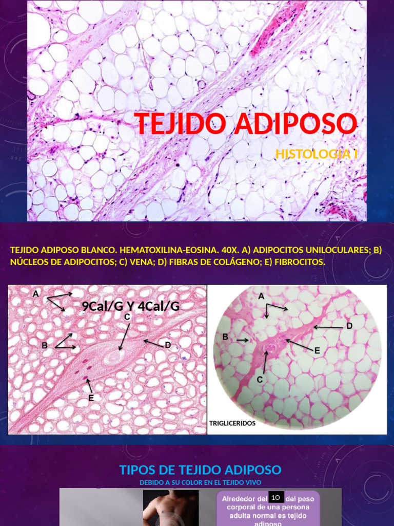 Unidad 5 Tejido Adiposo | PDF