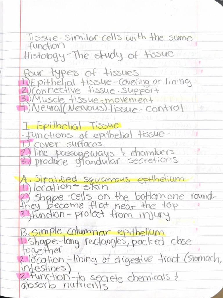 Human Anatomy Chapter 4 Notes | PDF