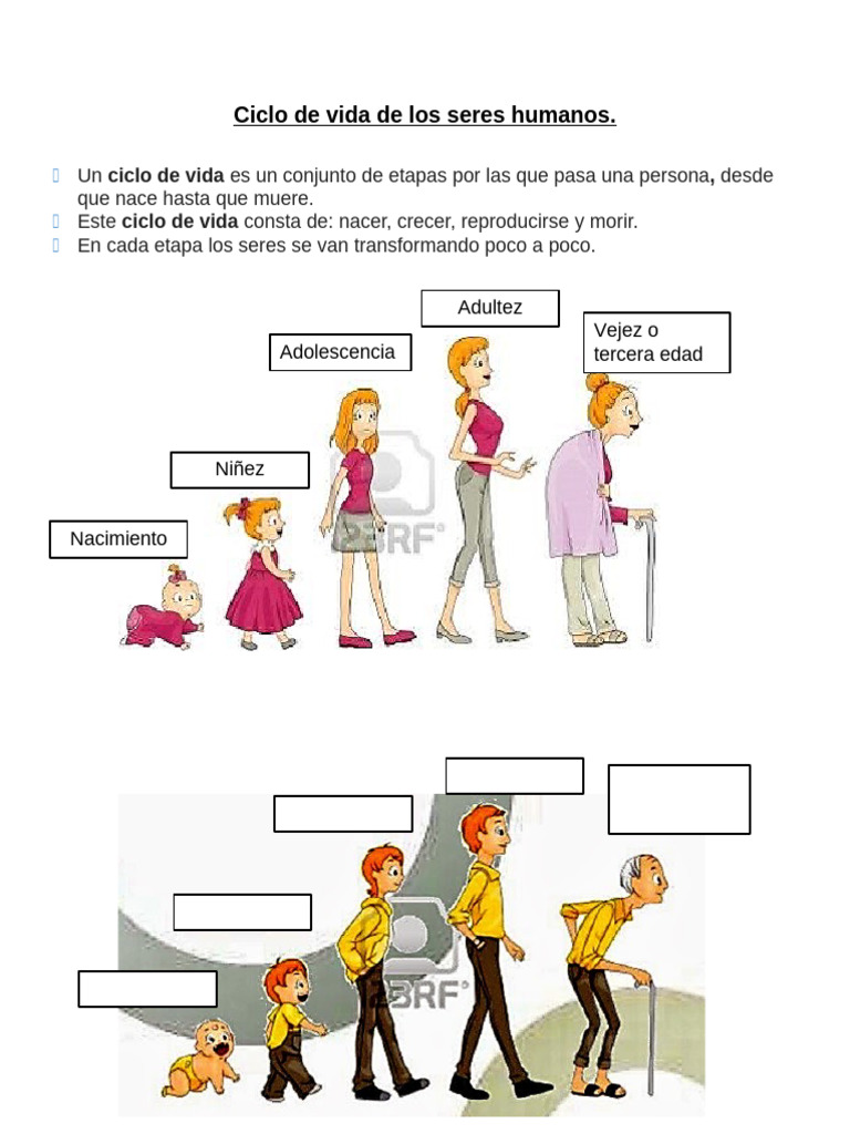Ciclo de Vida Humano: Etapas e Transformações | PDF