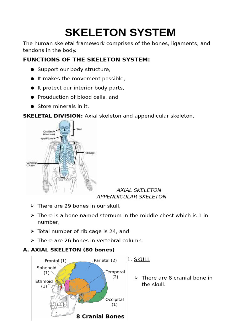 Skeleton System | PDF