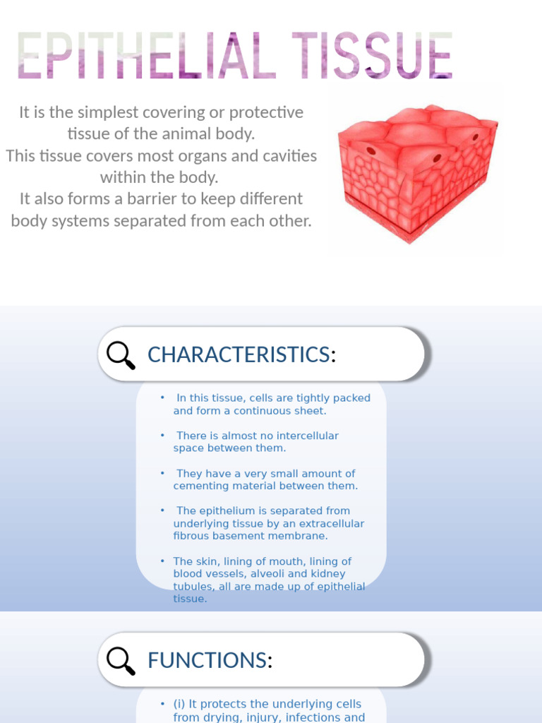 Epithelial Tissue Fin | PDF | Epithelium | Science & Mathematics