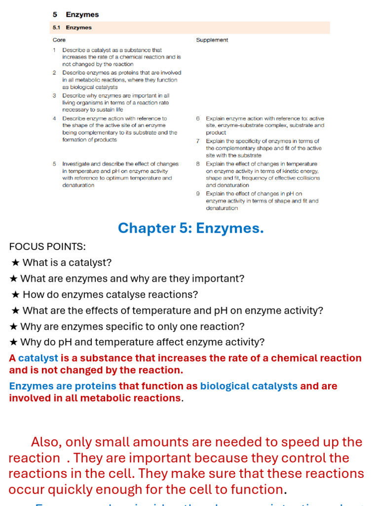 Grade 9 Chapter 5 Enzymes | PDF