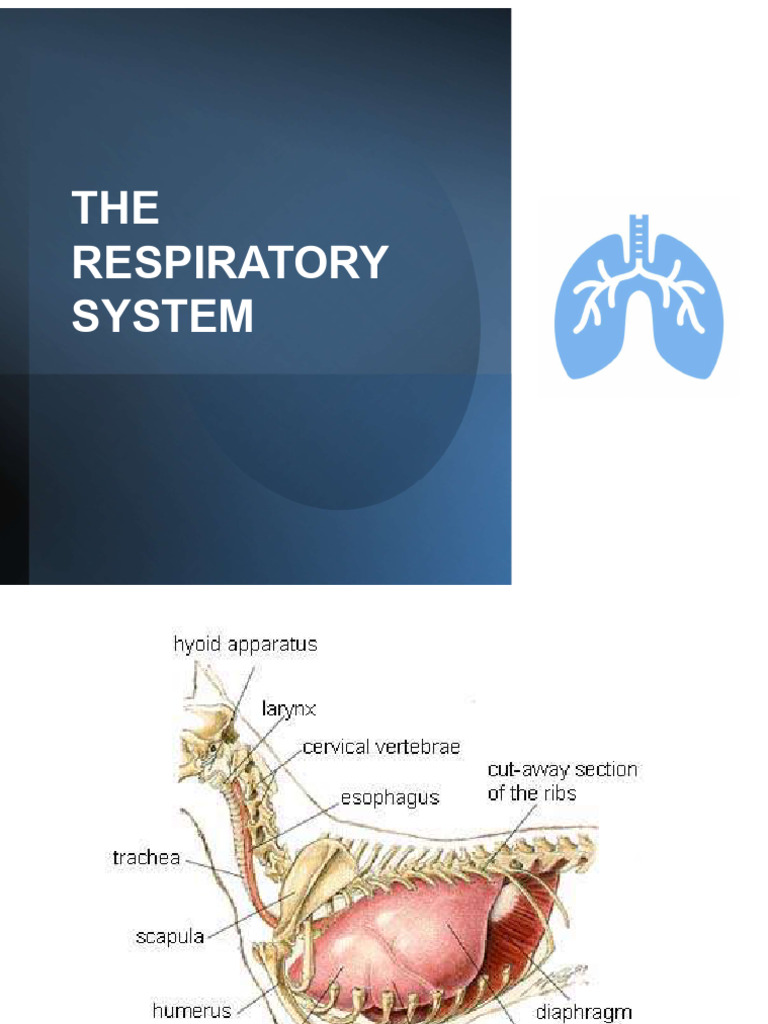 Overview of the Canine Respiratory System | PDF | Human Nose | Foreign ...