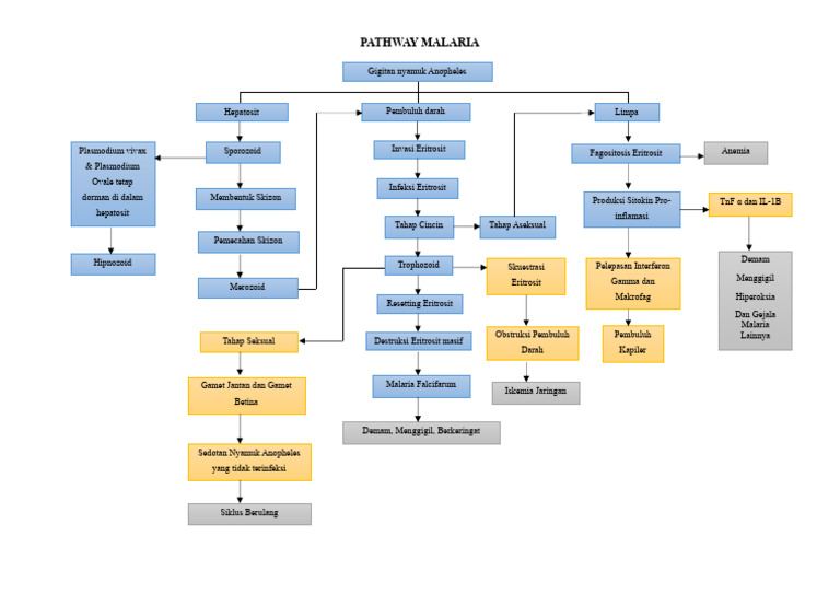 Pathway Malaria | PDF