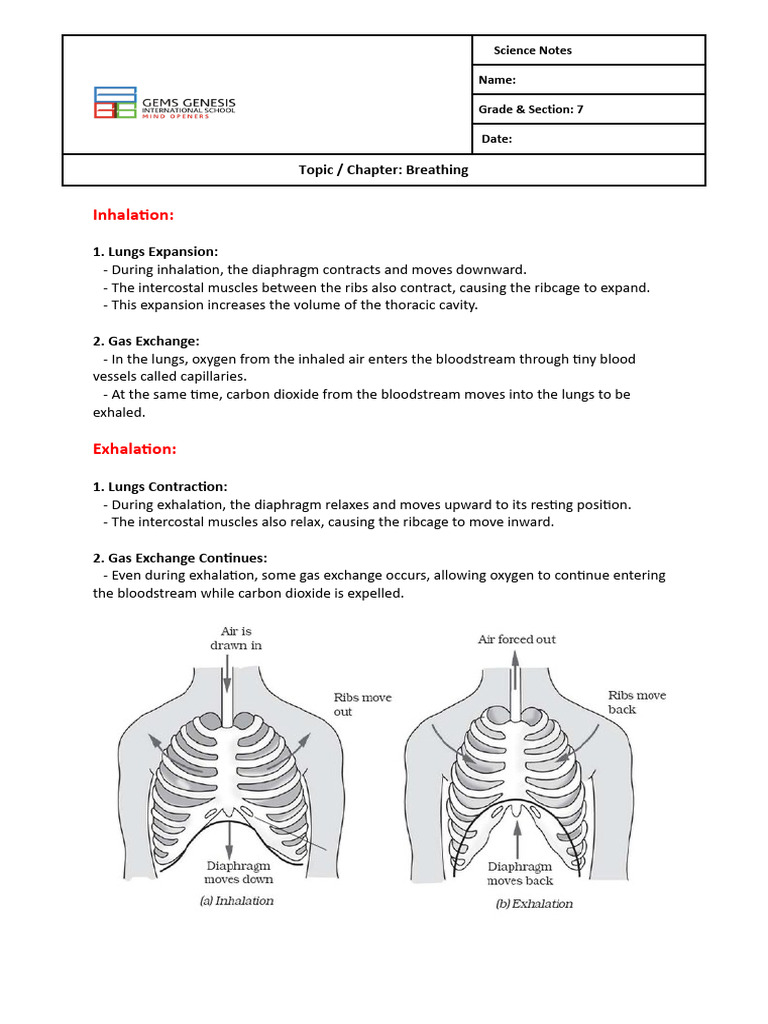Breathing Notes | PDF