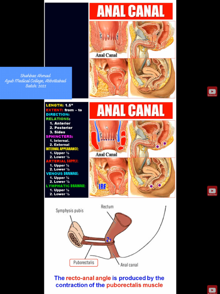 Anal Canal | PDF