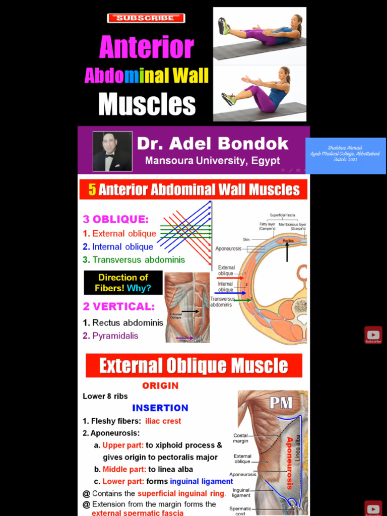 Anterior Abdominal Wall Muscles | PDF