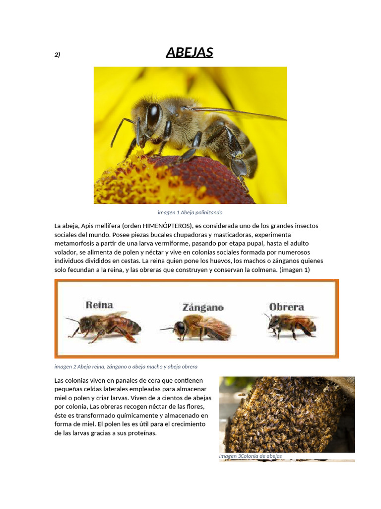 Anatomia Insectos | PDF