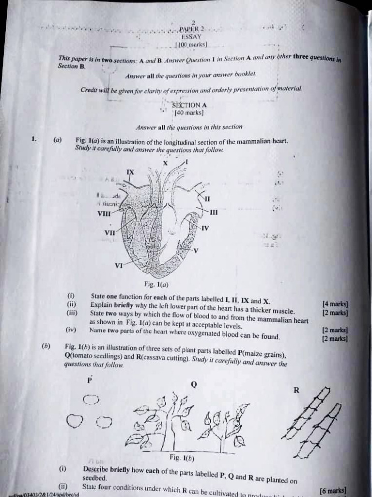 Int Science Practicals, Theory & Obj Serialized Bece 2024 | PDF