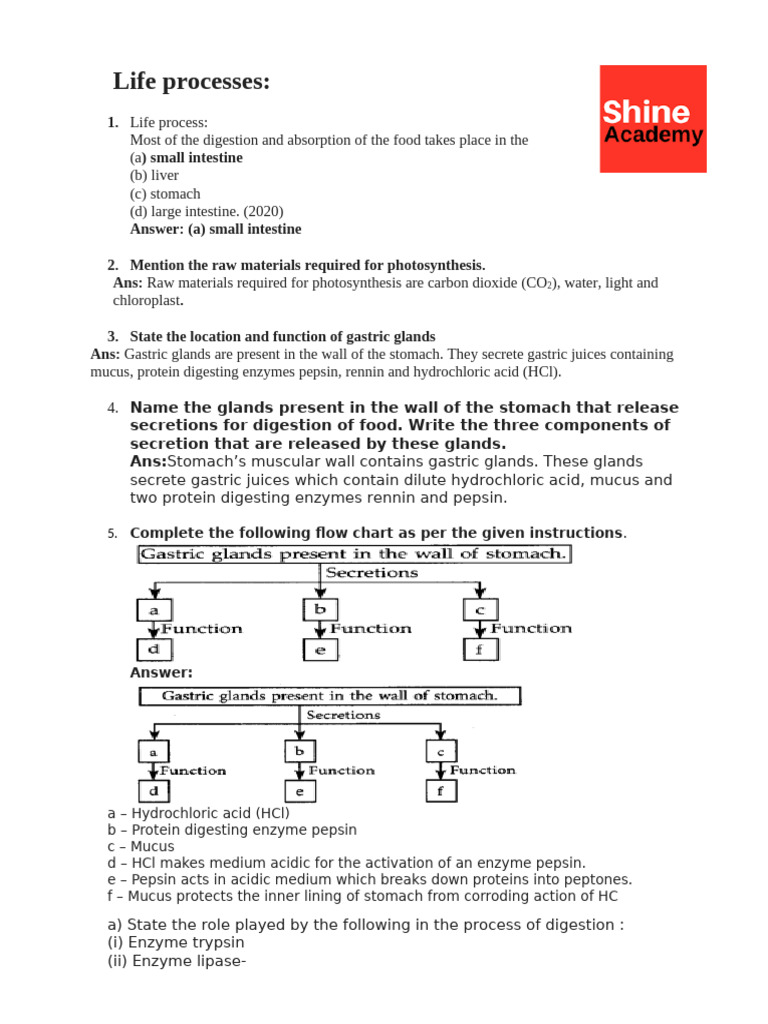 CBSE X Life Process Shine Academy | PDF