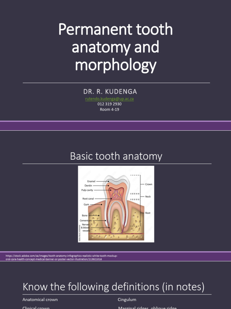 Tooth Morphology BCHD I 2024 | PDF | Dental Anatomy | Tooth