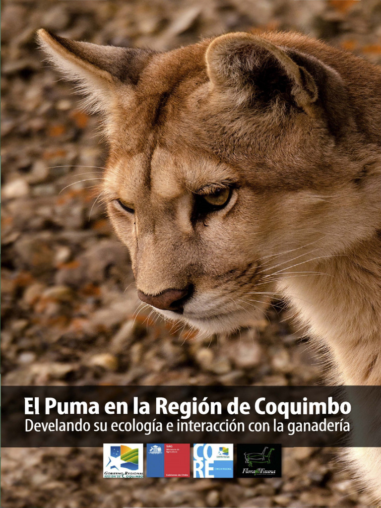 Puma de La Región de Coquimbo Chile | PDF | Puma