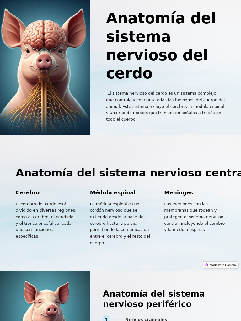 Anatomia Del Sistema Nervioso Del Cerdo Pdf