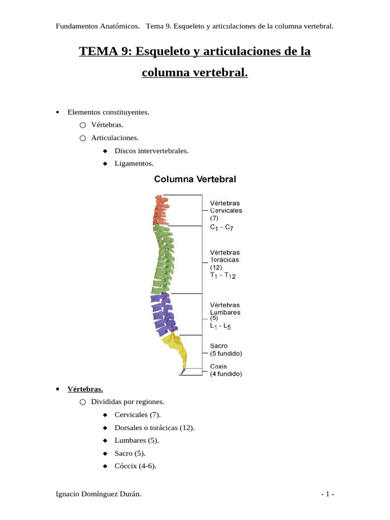Fundamentos Anatómicos. Tema 9. Esqueleto y Articulaciones de La Columna Vertebral. | PDF ...