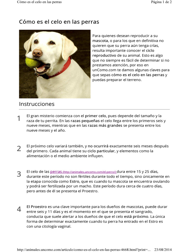 Como Es El Celo en Las Perr | PDF