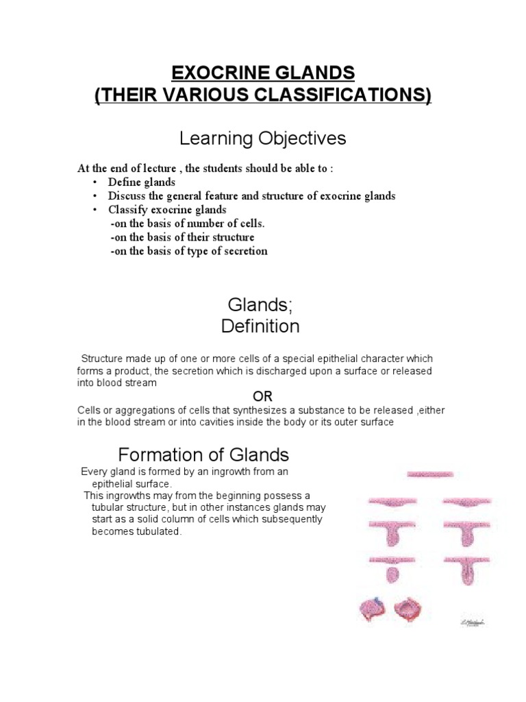 Exocrine Glands (Their Various Classifications) : Learning Objectives ...