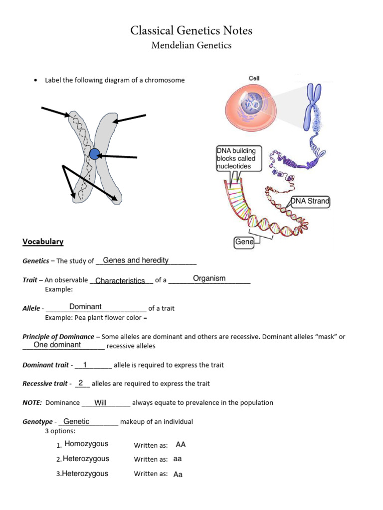 2022 23+Classical+Genetics+Notes | PDF