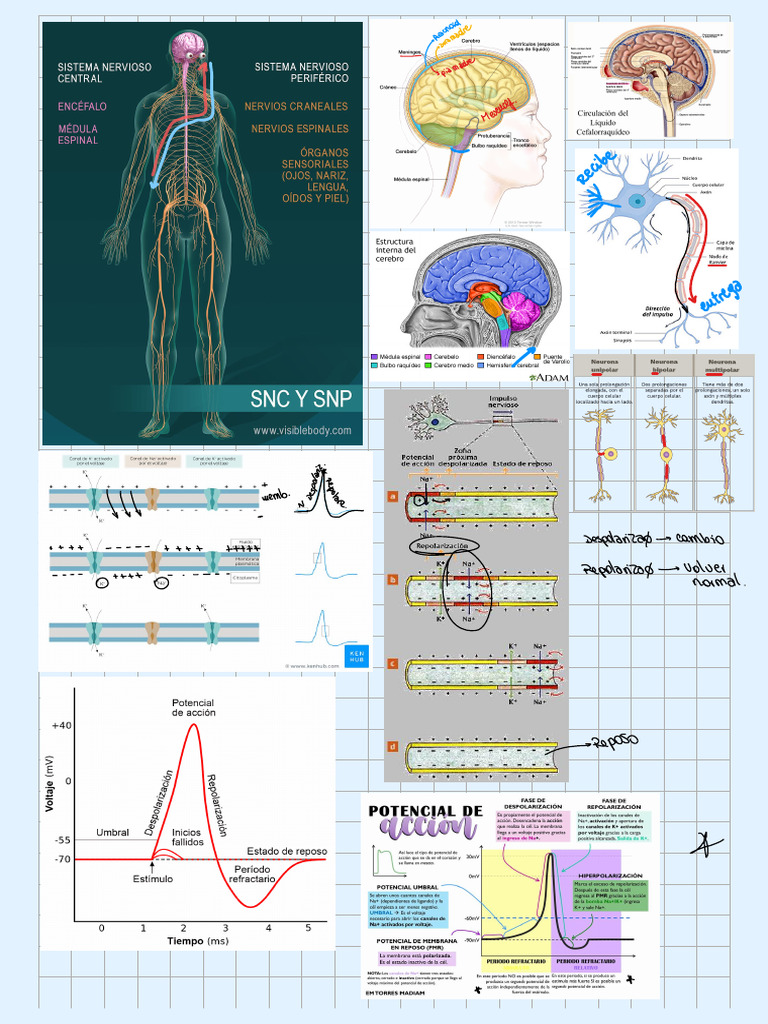 Prueba 1 y 2 | PDF