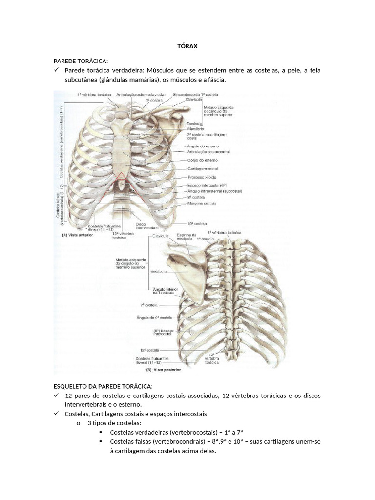 Parede Torácica | PDF