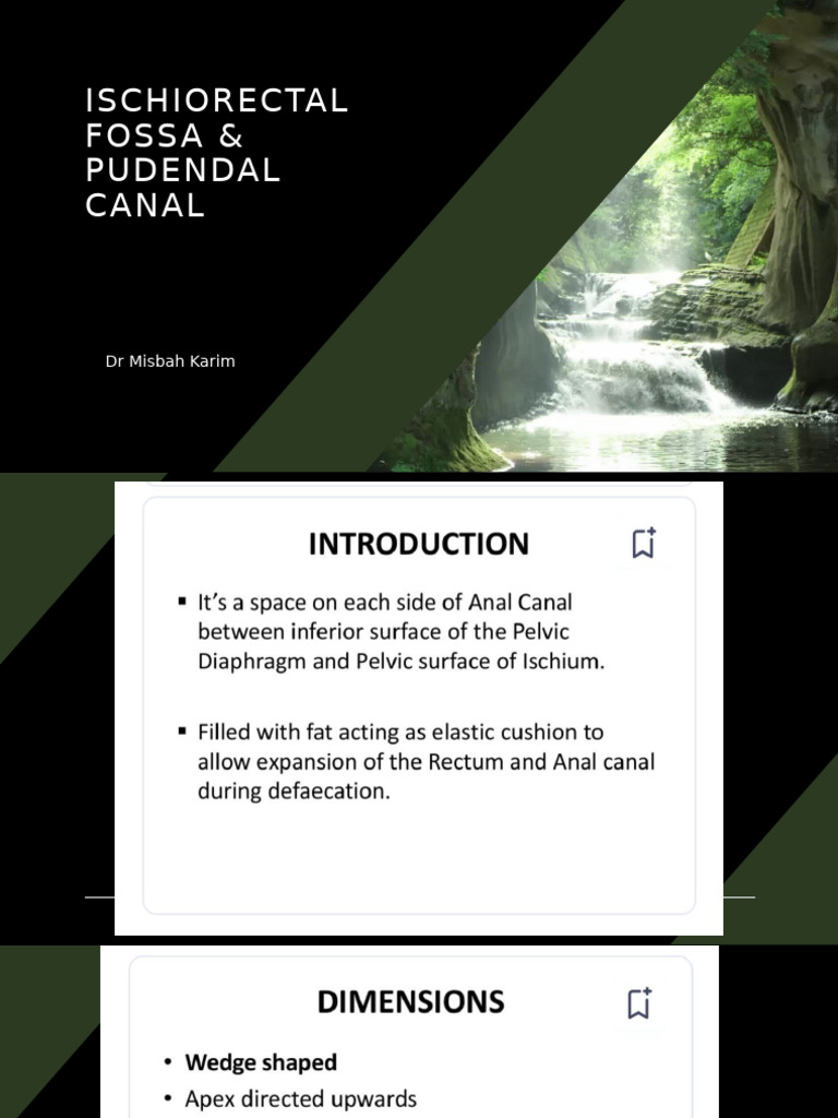 Ischiorectal Fossa and Pudendal Canal | PDF