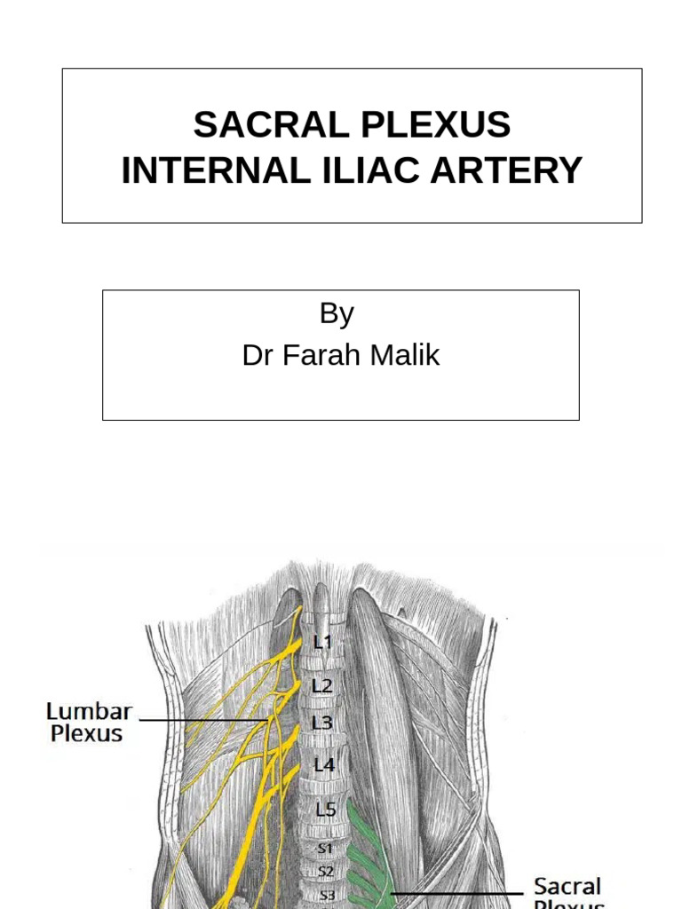 Lumbo - Sacral Plexus | PDF