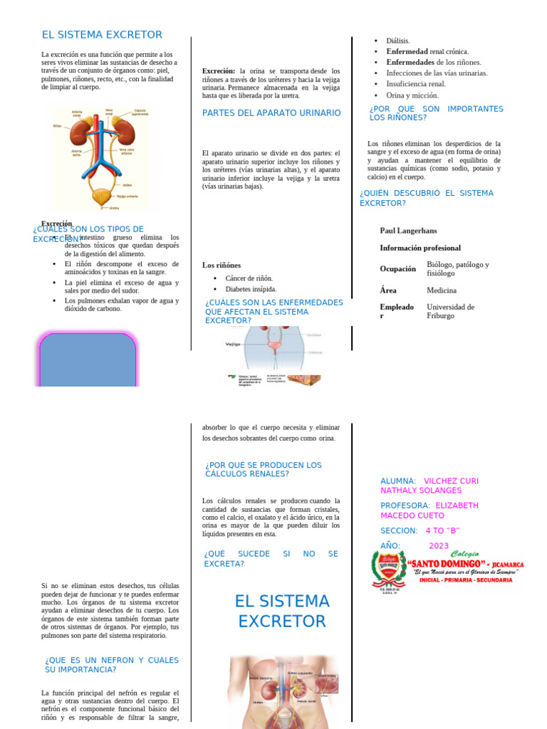 Triptico Sistema Excretor | PDF