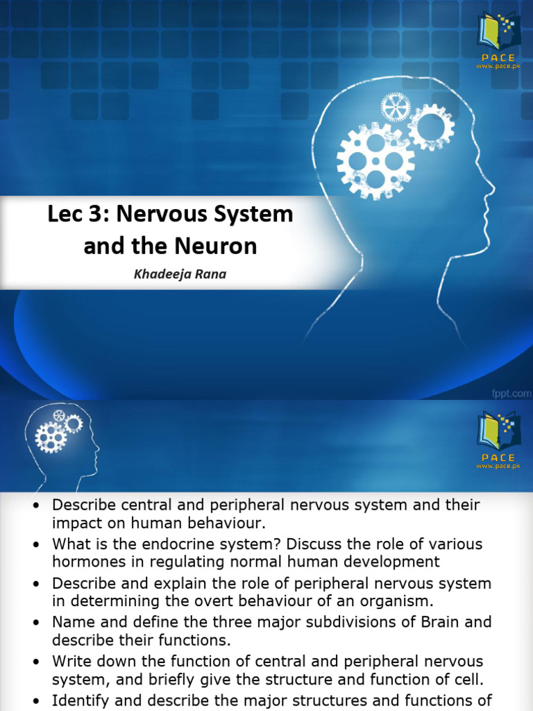 Lec 3 - Nervous System and Neuron | PDF | Nervous System | Neuron