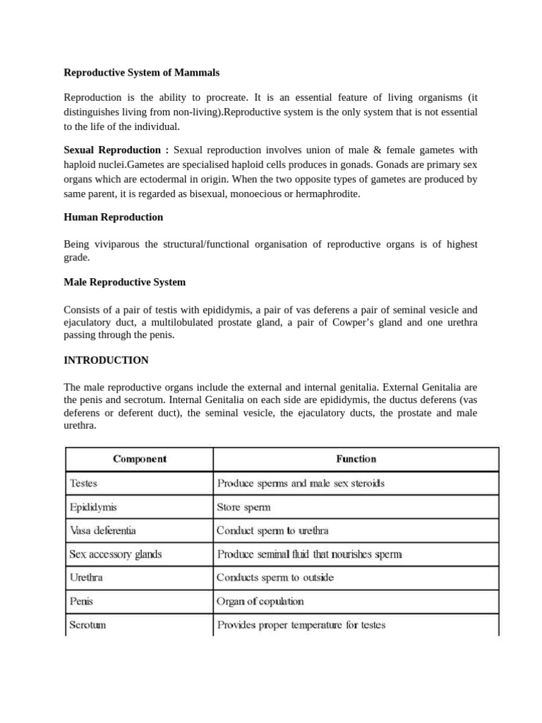 Reproductive System of Mammals-1 | PDF