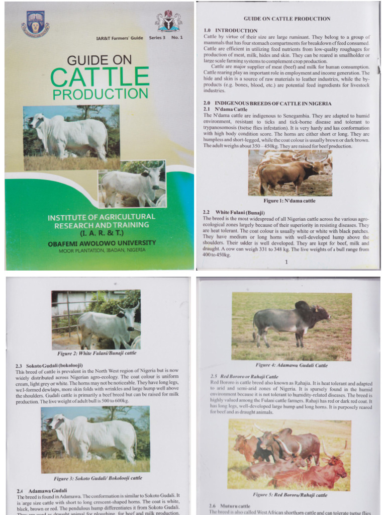Cattle Production 1 | PDF