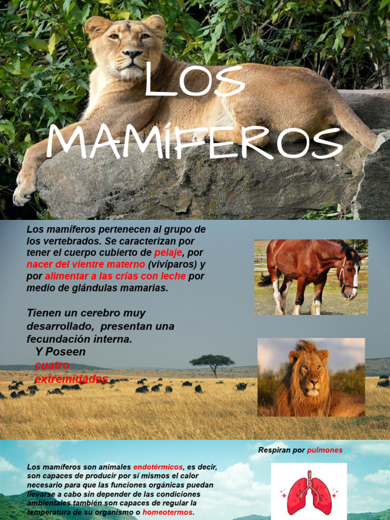 Los Mamíferos | PDF
