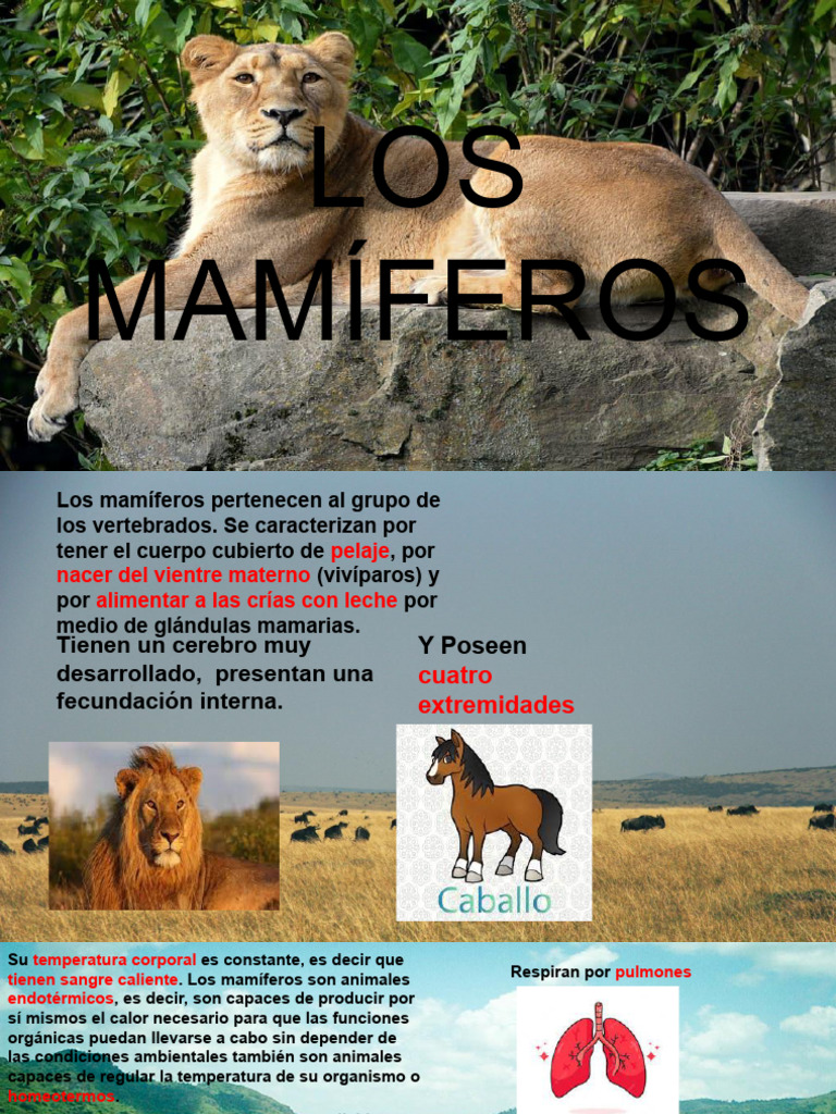 Los Mamíferos | PDF