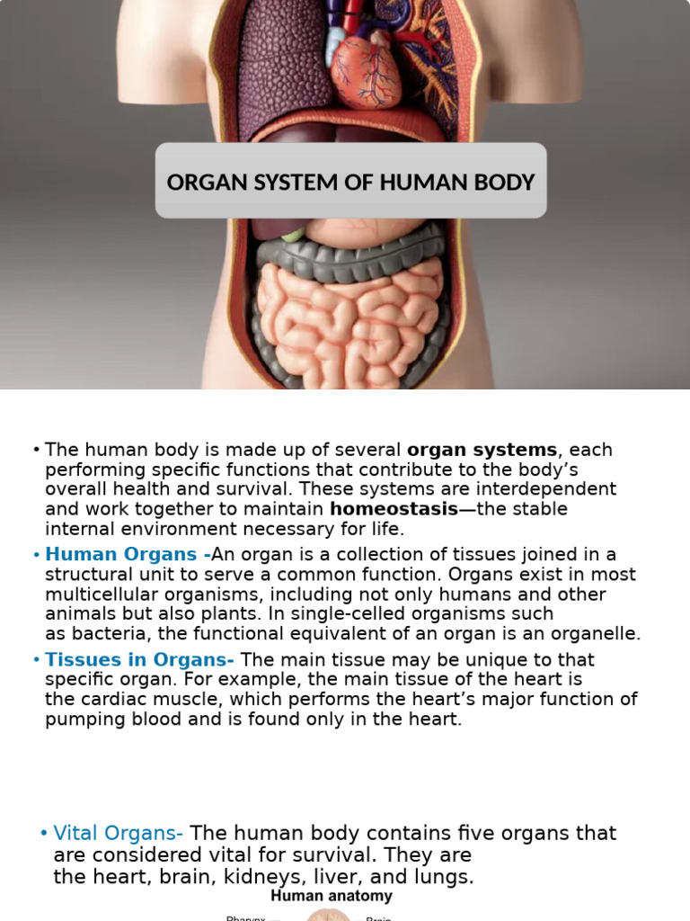 Organ System of Human Body | PDF