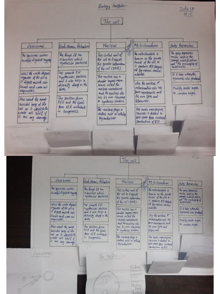 Biology Diseases | PDF