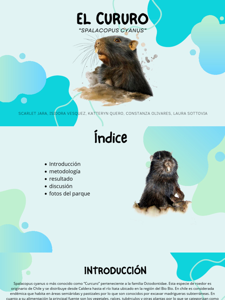 Conservación del Cururo en Chile | PDF | Habitat | Conservación del ...