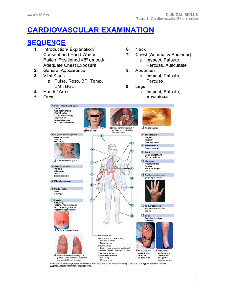 1 Cardiovascular Examination Notes | PDF | Pulse | Aorta