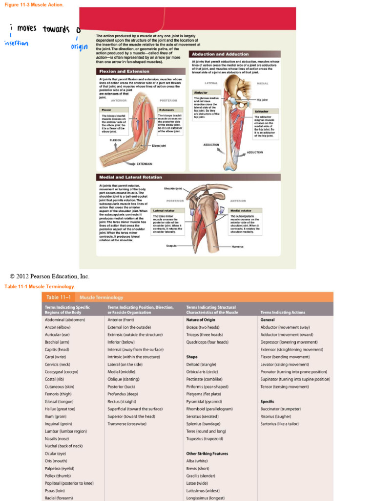 BIO 109 Muscles Lab Figures To Label | PDF